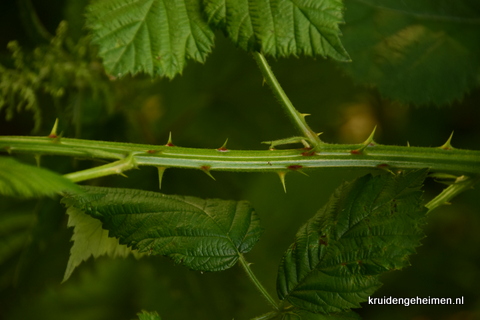 Kruidengeheimen-Braam