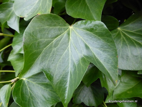 Kruidengeheimen-Klimop