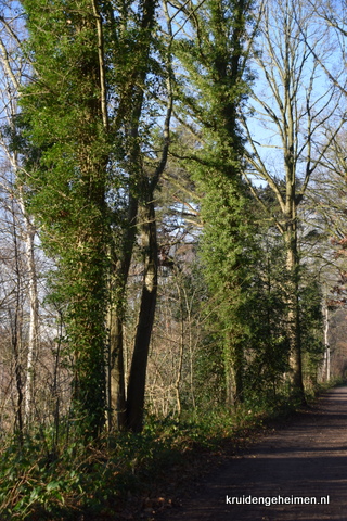 Kruidengeheimen-Klimop