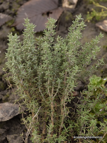 Kruidengeheimen-Tijm