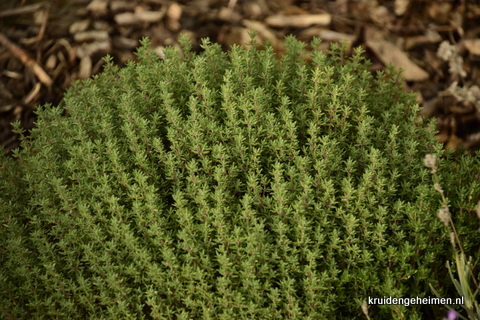 Kruidengeheimen-Tijm