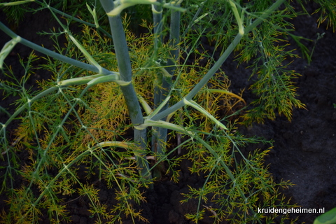 Kruidengeheimen-Venkel