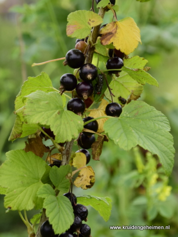 Kruidengeheimen-Zwarte bes