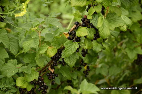 Kruidengeheimen-Zwarte bes