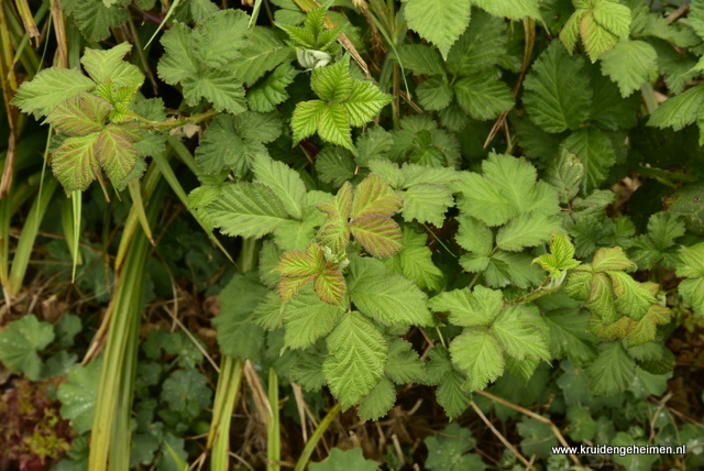 Kruidengeheimen-Braam