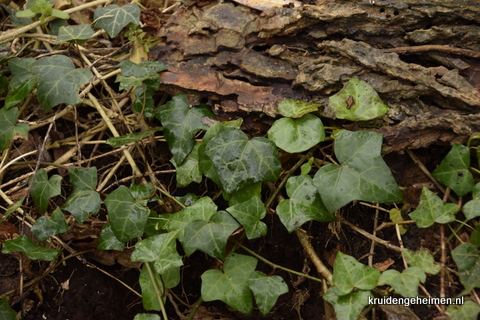 Kruidengeheimen-Klimop