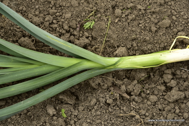 Kruidengeheimen-prei